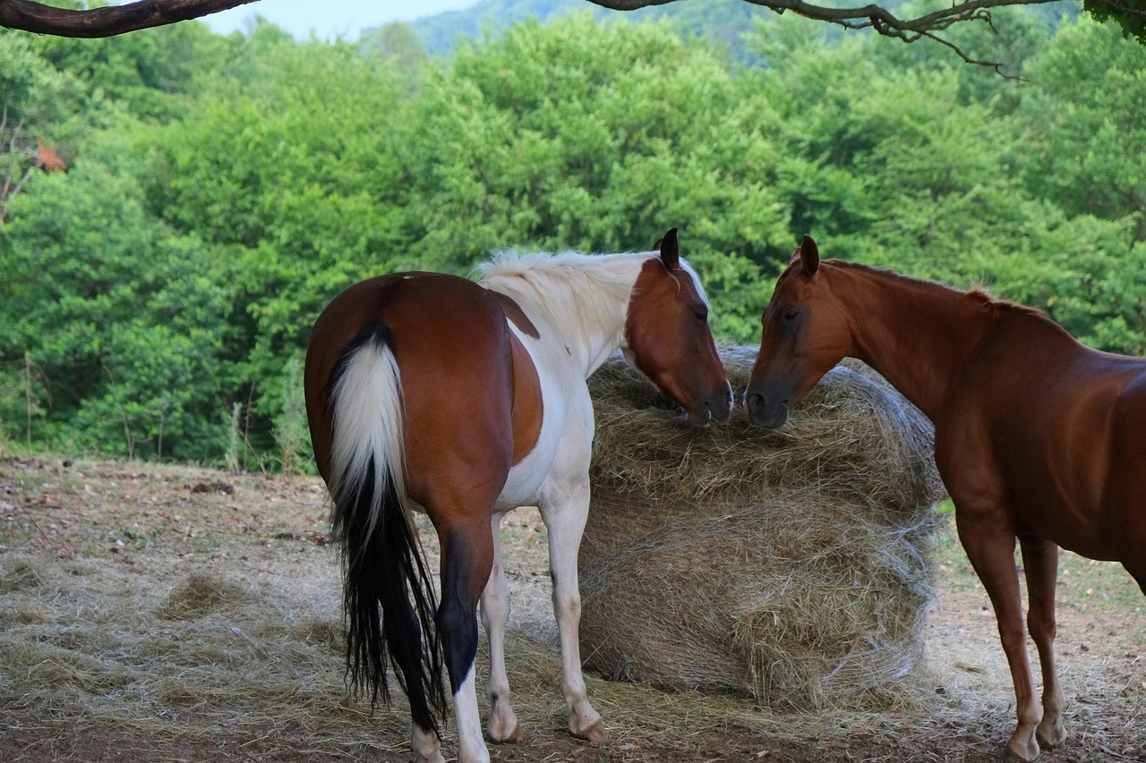 Horse Friendship Affection - Free photo on Pixabay