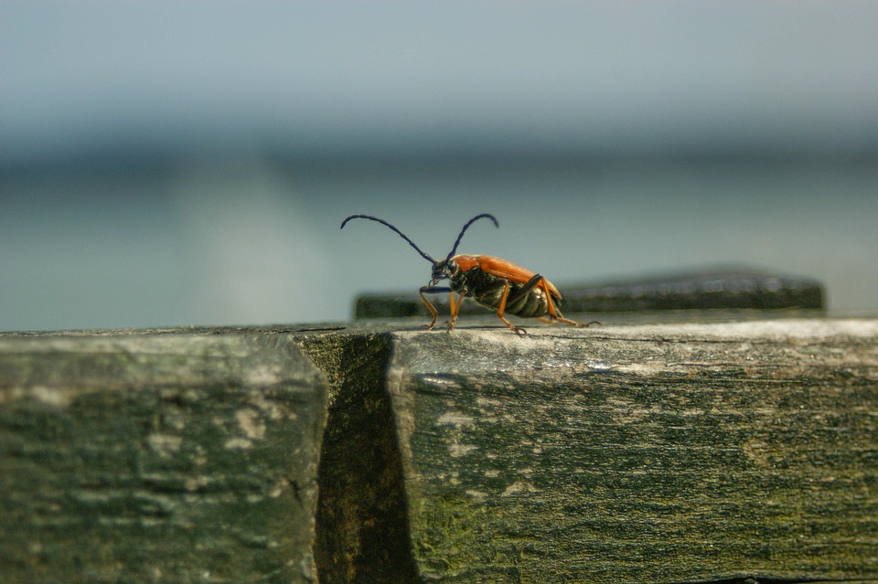 Insecto Naturaleza - Foto gratis en Pixabay - Pixabay