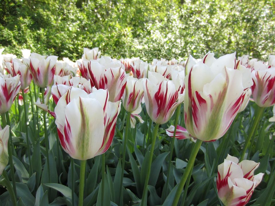 Tulip Bunga Alam - Foto gratis di Pixabay - Pixabay
