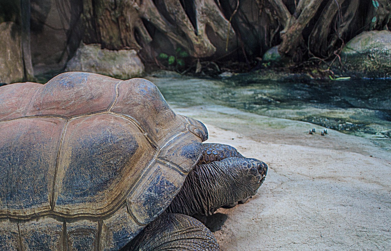 Seychelles Giant Tortoises - Free photo on Pixabay