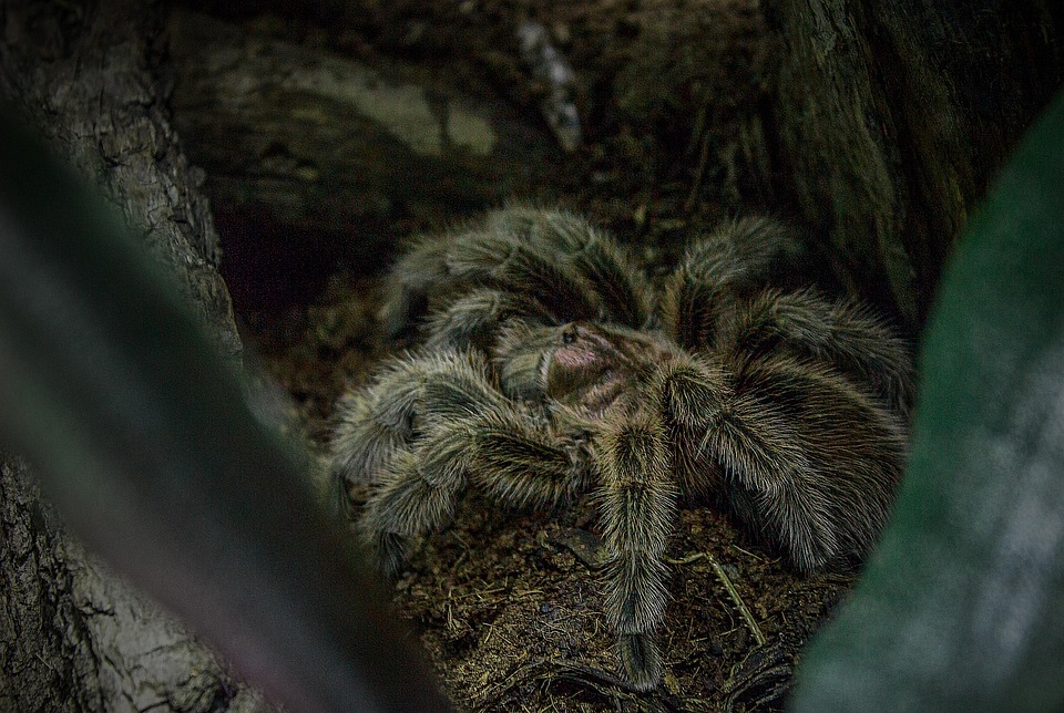 Spider Tarantula Red Chile - Free photo on Pixabay