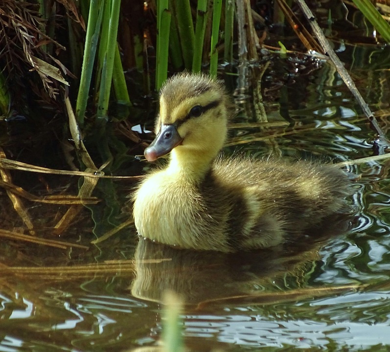 Animales Patos Agua - Foto gratis en Pixabay - Pixabay