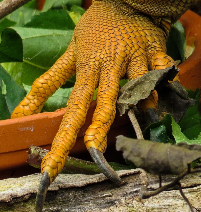 Iguana Claw Finger - Free photo on Pixabay - Pixabay