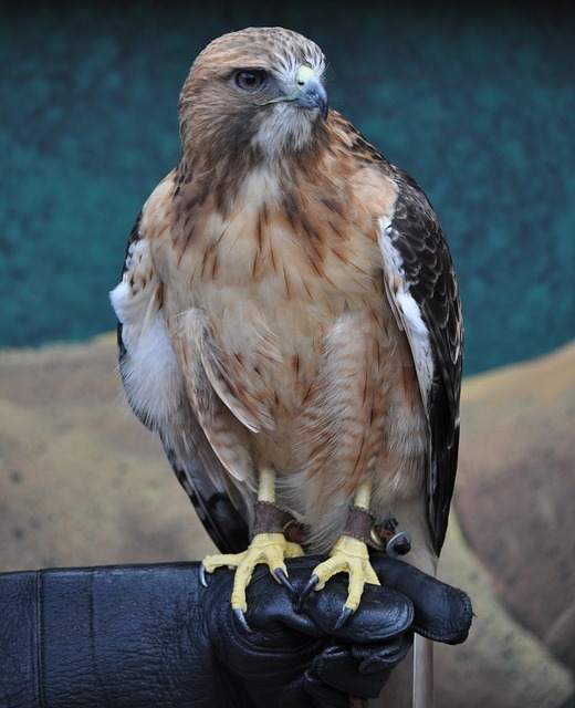 Bird Eagle Wildlife - Free photo on Pixabay