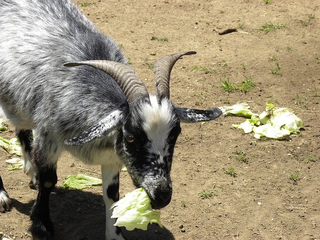 Cabra Comer Lechuga - Foto gratis en Pixabay