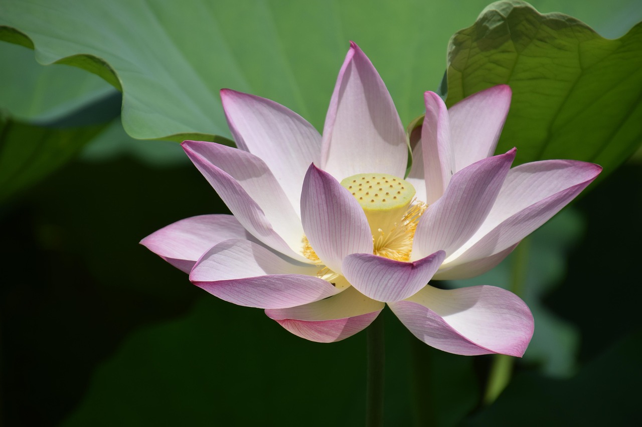 10,000+ Lotus Flower Pictures and Photos in Hi-Res - Pixabay