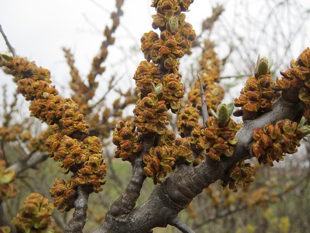 Hippophae Rhamnoides Common - Free photo on Pixabay - Pixabay