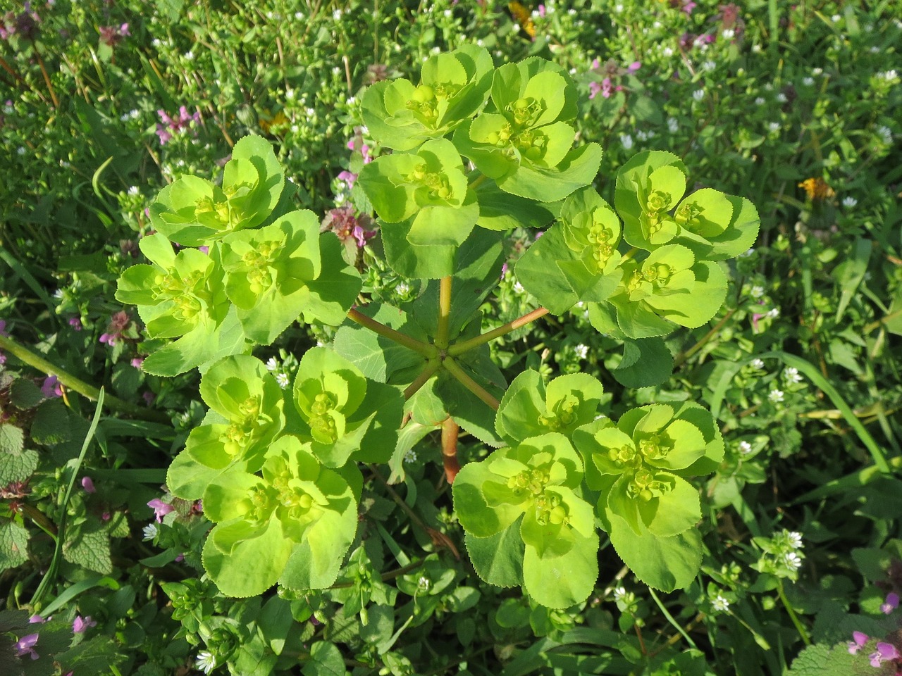 Euphorbia Helioscopia Sun Spurge - Free photo on Pixabay - Pixabay