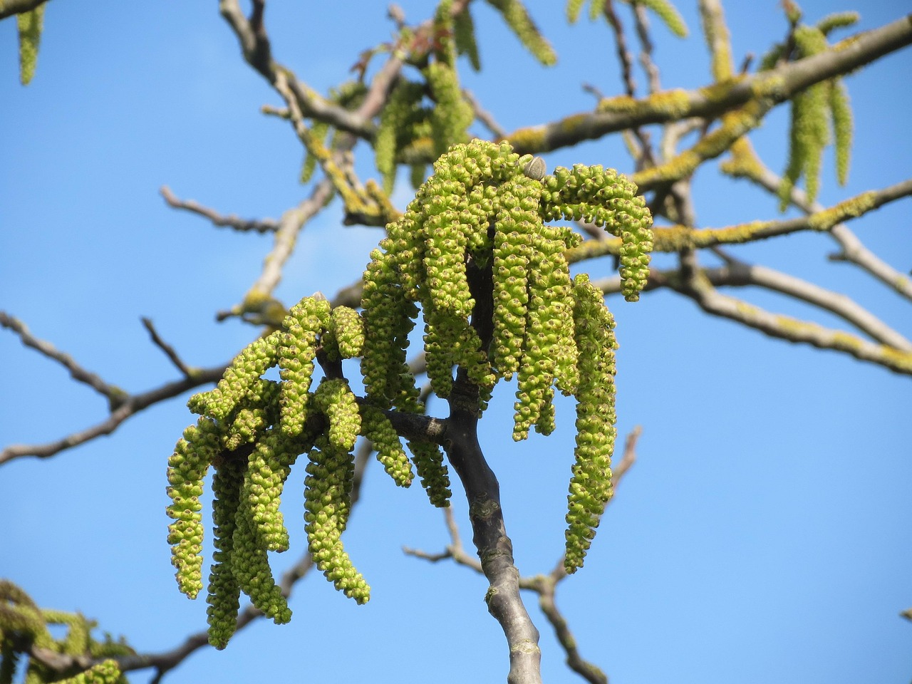 Juglans Regia Persian Walnut - Free photo on Pixabay