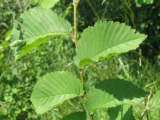 100+ Free Elm & Leaves Photos