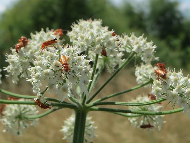 Meer dan 90 gratis afbeeldingen van Berenklauw en Natuur - Pixabay