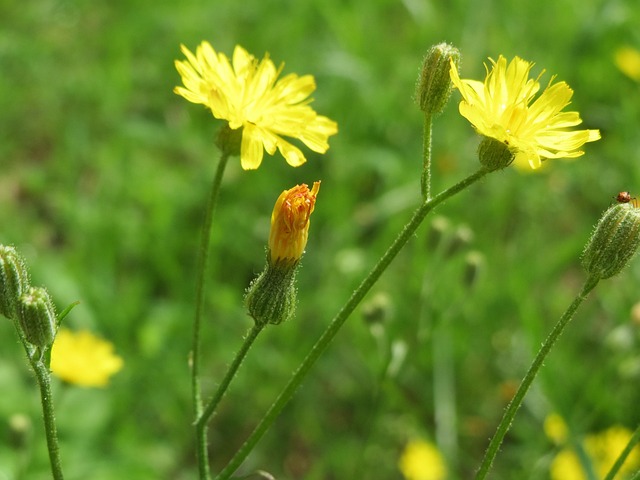Hypochaeris Radicata Catsear - Free photo on Pixabay