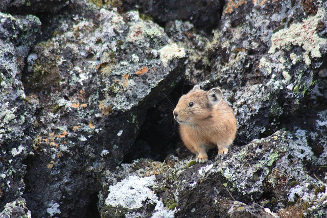 20+ Free Ili Pika & Pika Images - Pixabay