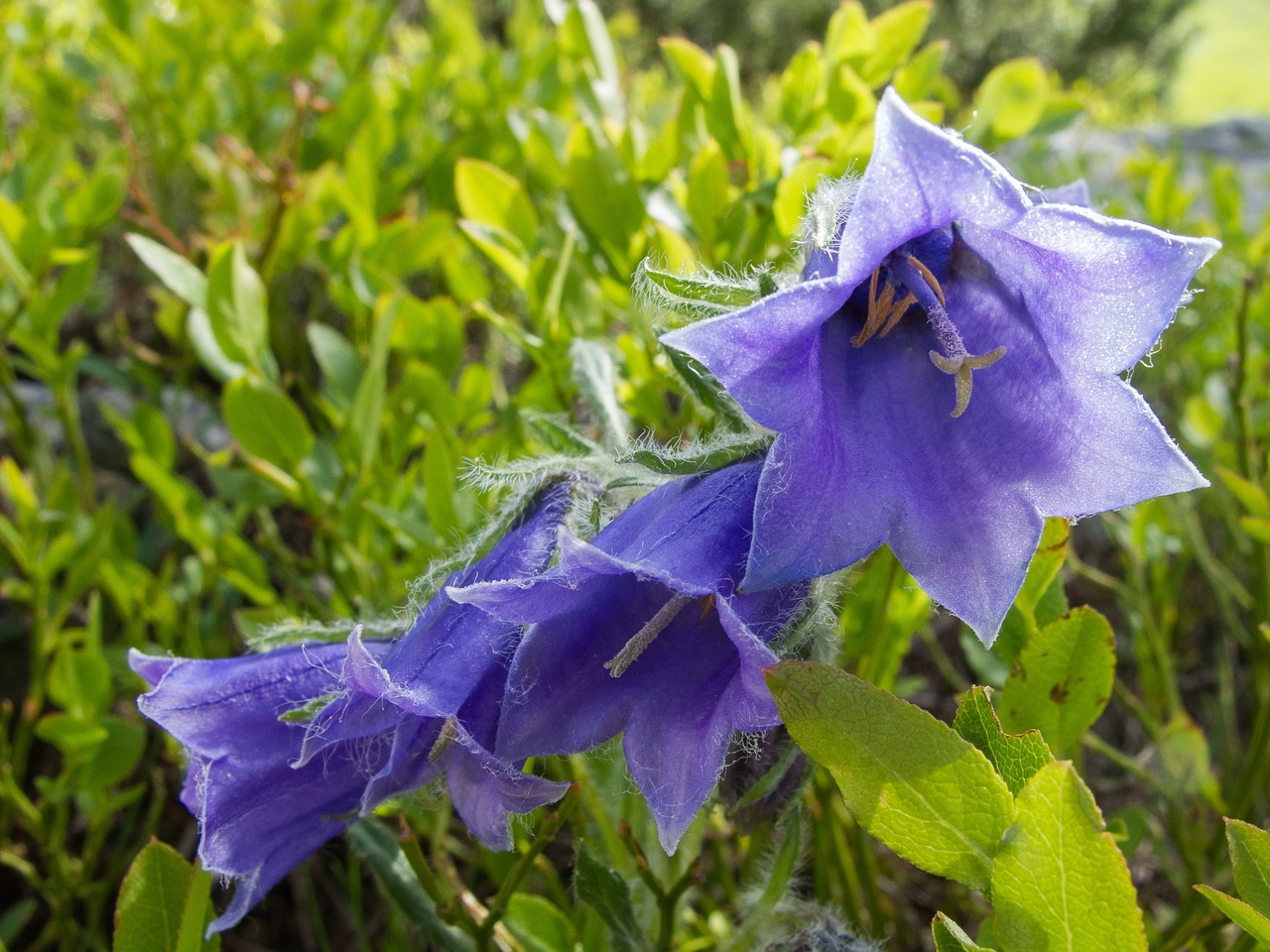 Bunga-Bunga Lonceng Rumput Musim - Foto gratis di Pixabay - Pixabay