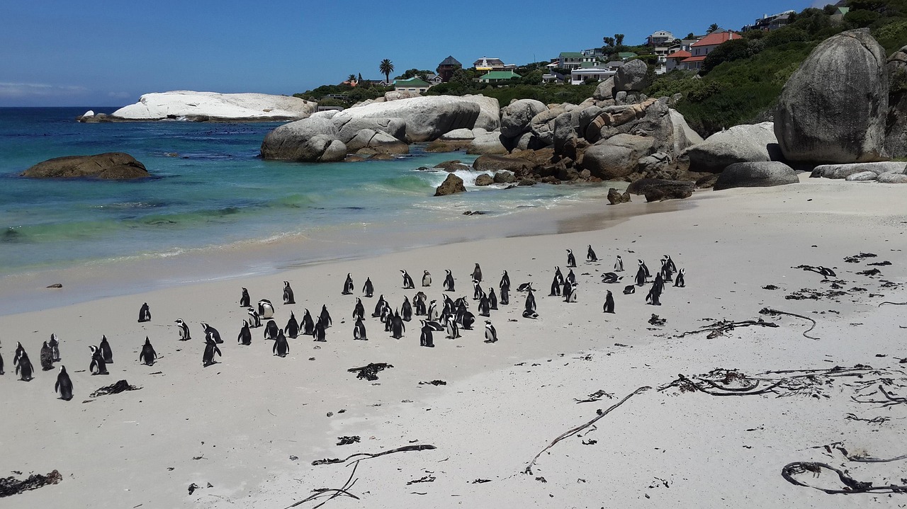 Penguins Beach Tropical - Free photo on Pixabay - Pixabay