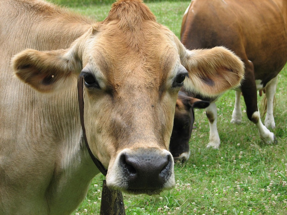 Nature Cow Farm - Free photo on Pixabay - Pixabay
