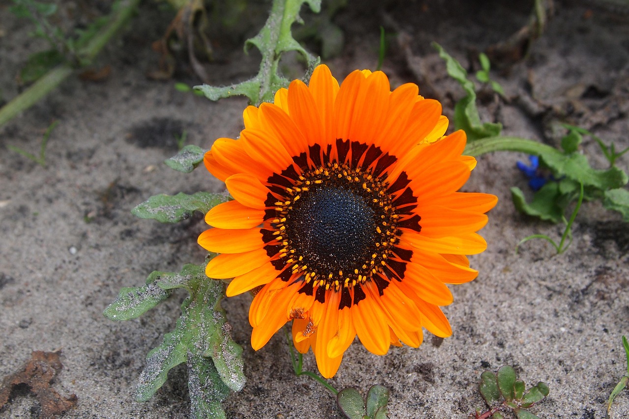 Orange Flower Petals Garden - Free photo on Pixabay - Pixabay