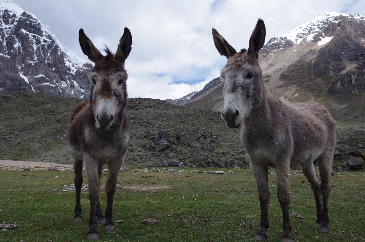 Donkeys Adventure Peru - Free photo on Pixabay