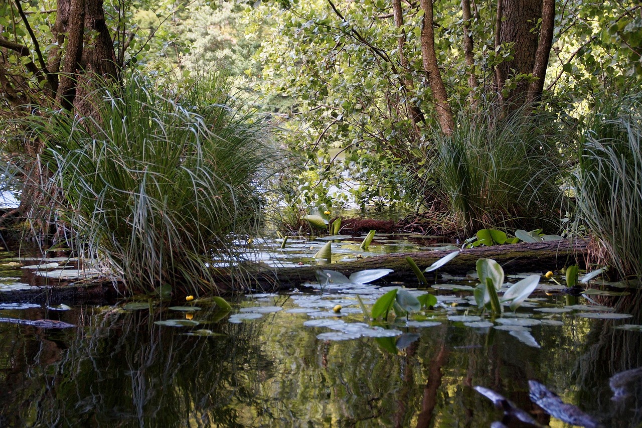 Étang Plantes Aquatiques Bord De - Photo gratuite sur Pixabay - Pixabay