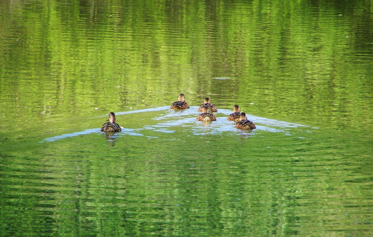 Patos Reales Salvajes Aves - Foto gratis en Pixabay - Pixabay