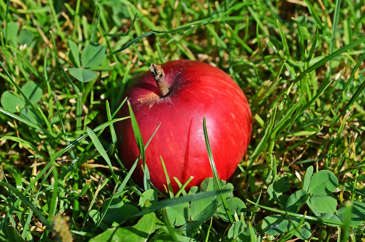 Apple Frutas Triste - Foto gratuita no Pixabay - Pixabay
