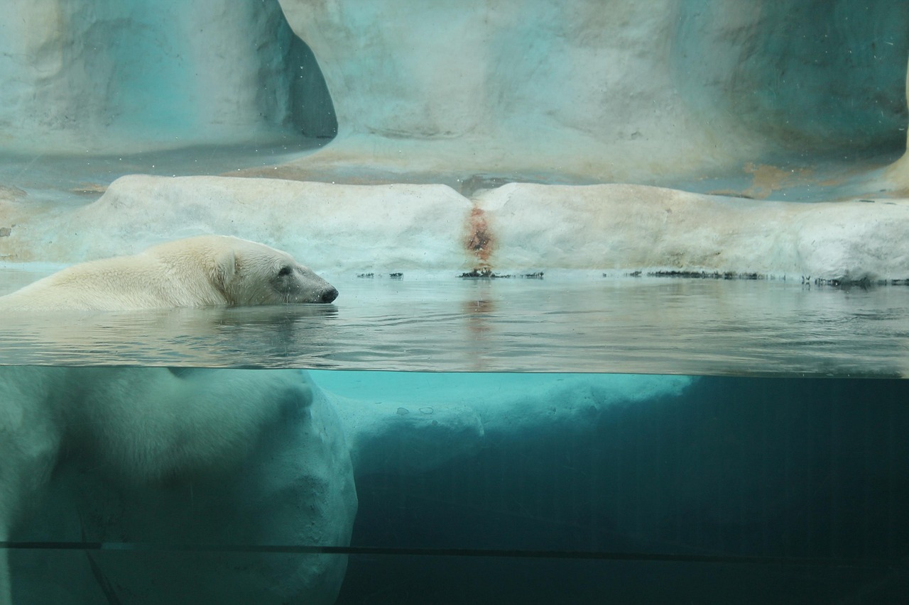 Polar Bear Arctic - Free photo on Pixabay - Pixabay