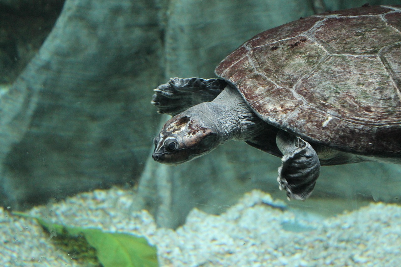 Tortuga Marina Acuario - Foto gratis en Pixabay - Pixabay