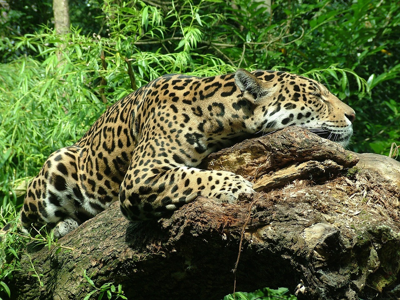 Plus de 300 000 images de Jaguar Animal et de Jaguar - Pixabay