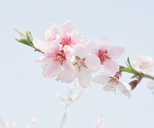 Lesotho Round Hut Peach Blossom - Free photo on Pixabay