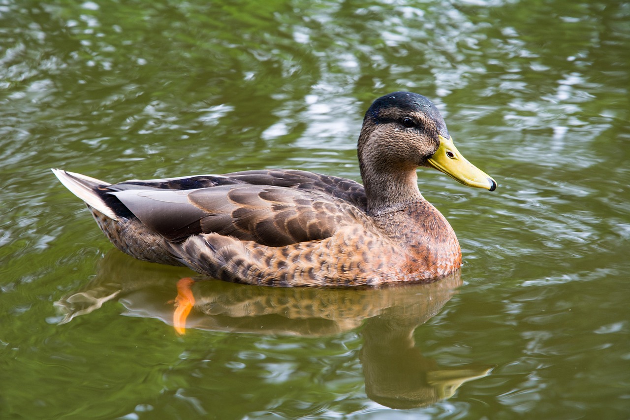 Canard Lac L'Eau - Photo gratuite sur Pixabay - Pixabay