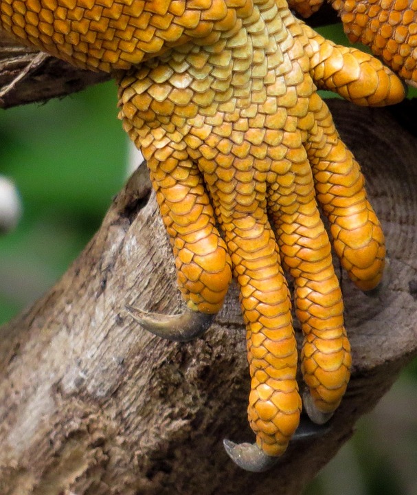 Iguana Claw Dragon - Free photo on Pixabay - Pixabay
