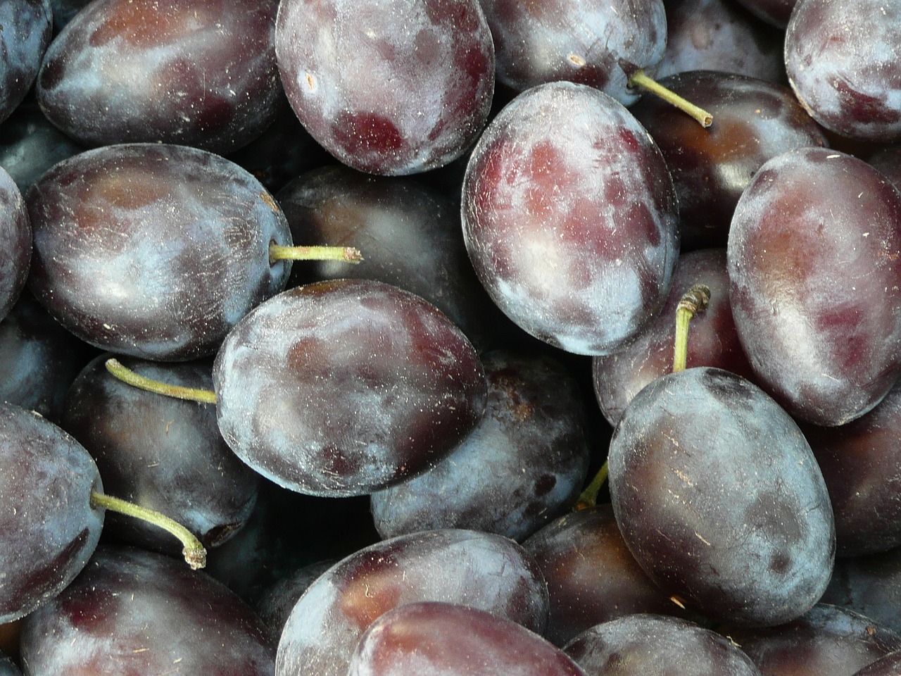 Fruits Prunes Prunus · Photo gratuite sur Pixabay