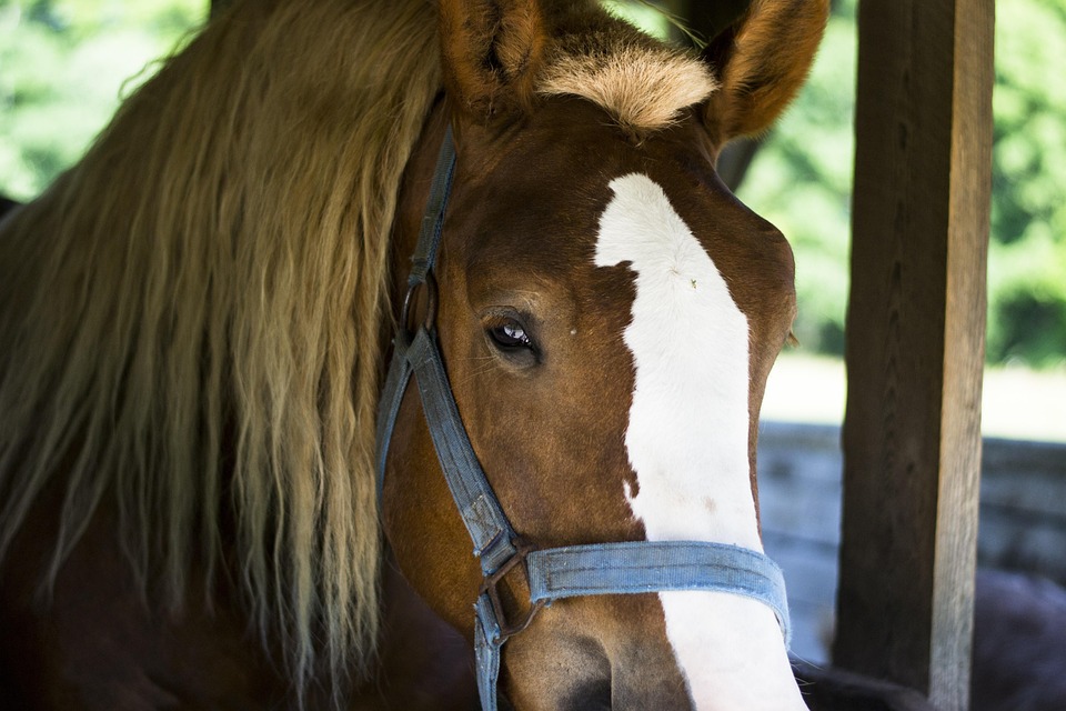 Horse Stable Animal - Free photo on Pixabay - Pixabay