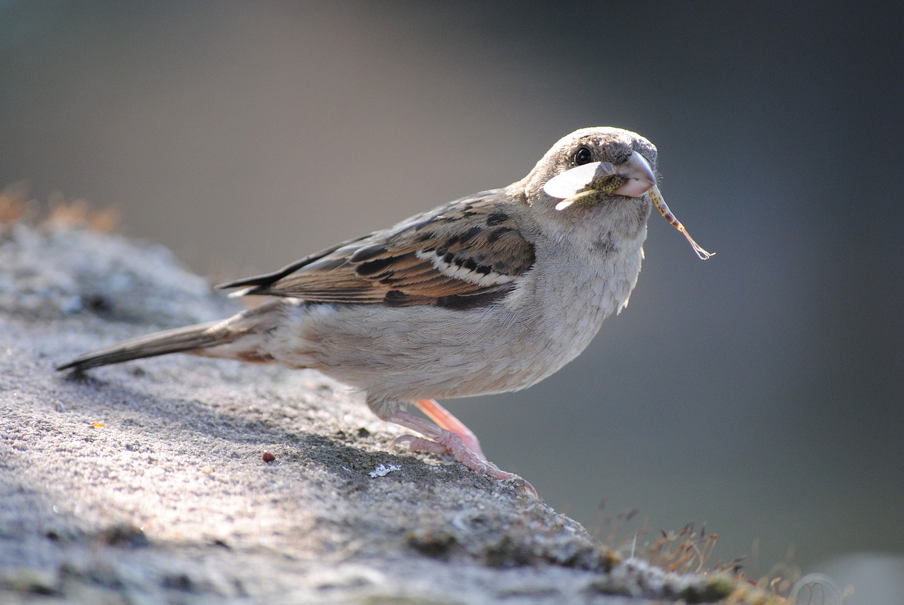 Bird Sparrow Close Up - Free photo on Pixabay