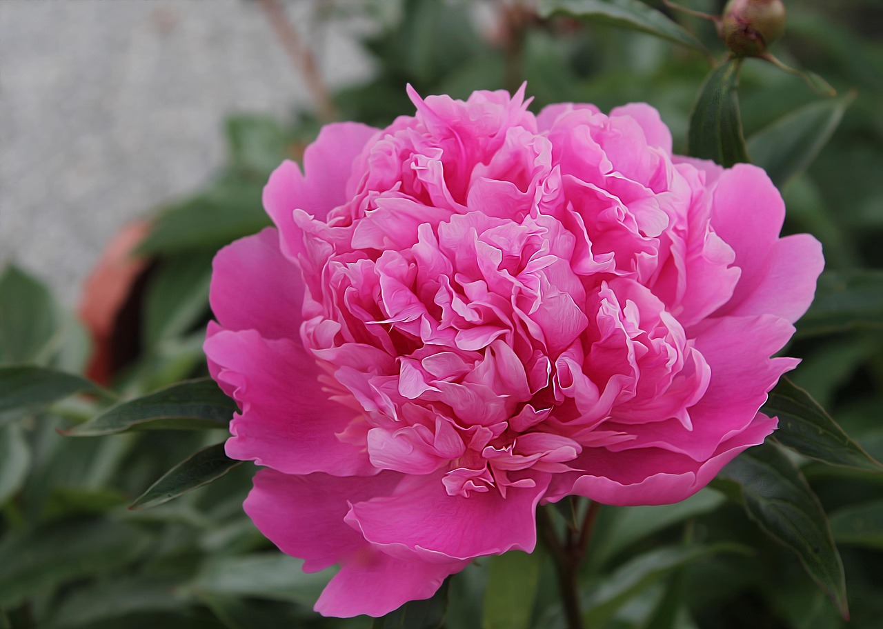 4+ Free Bonderoser & Peonies Images - Pixabay
