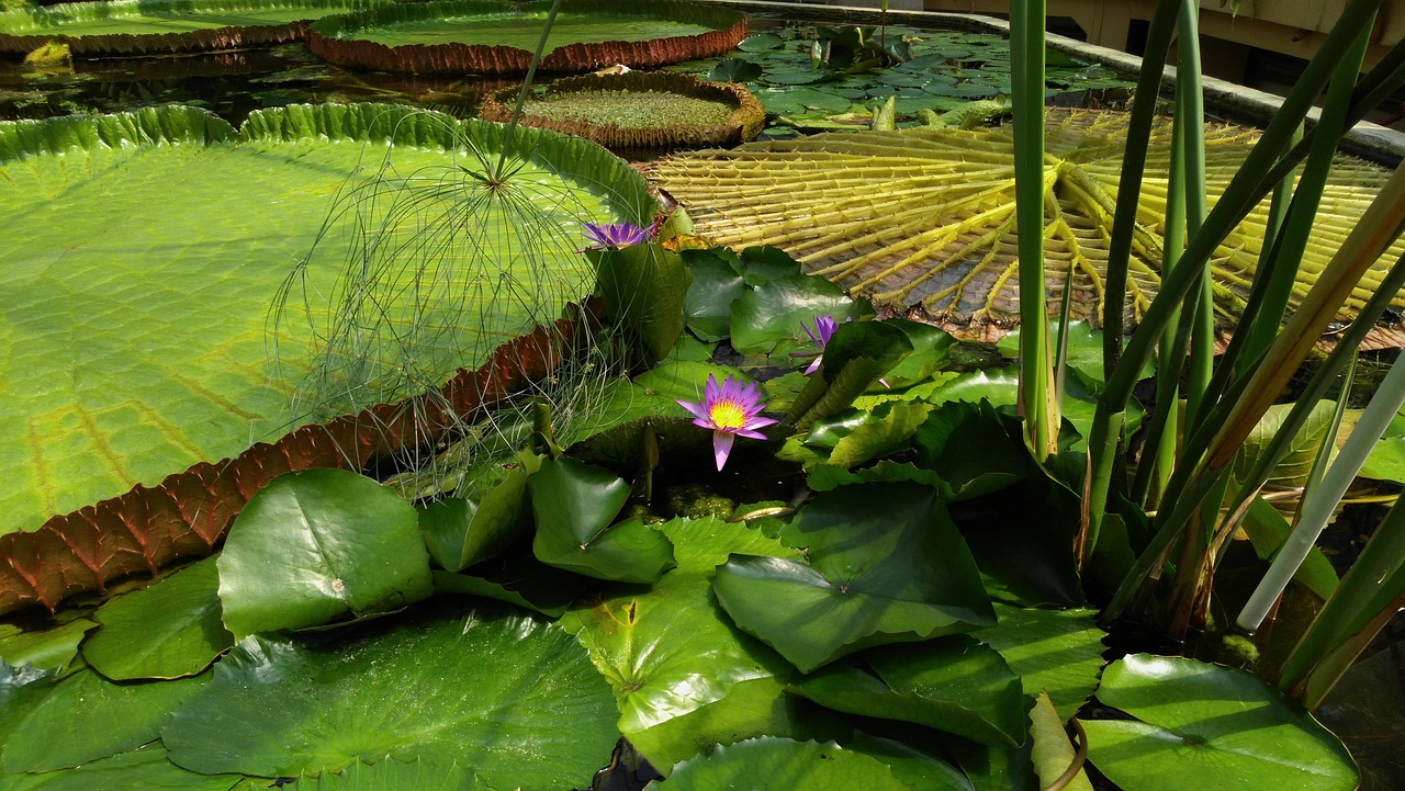 Nenúfar Gigante Flor Jardin Des - Foto gratis en Pixabay - Pixabay