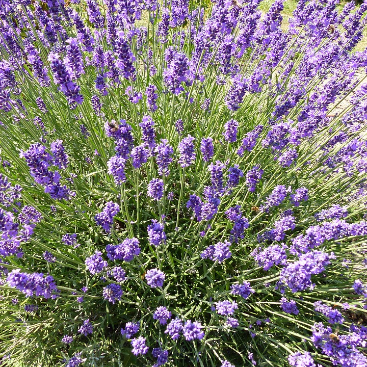 Flower Flora Nature - Free photo on Pixabay