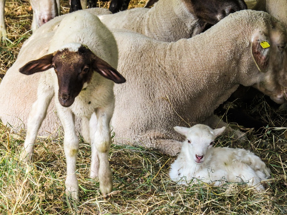 Schaap Lam Jong - Gratis foto op Pixabay - Pixabay
