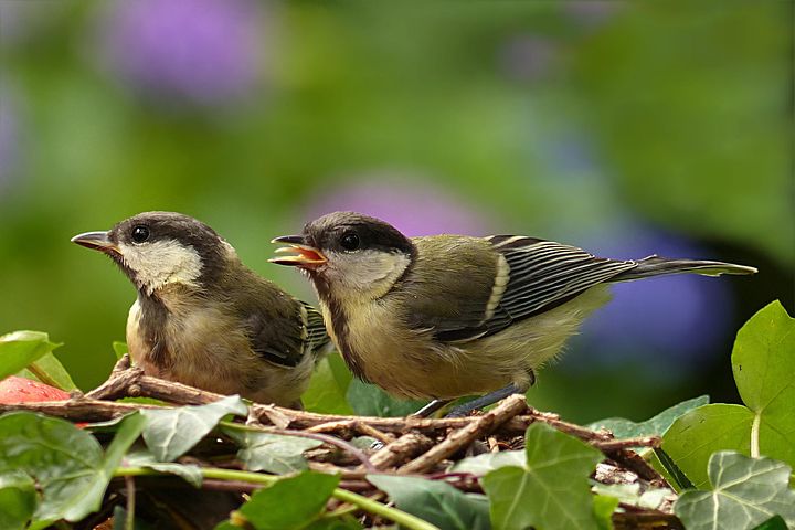 200+ Free Young Tit & Bird Images - Pixabay