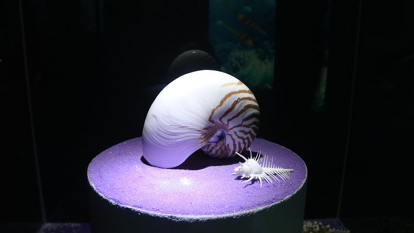 100+ Free Nautilus & Shell Images