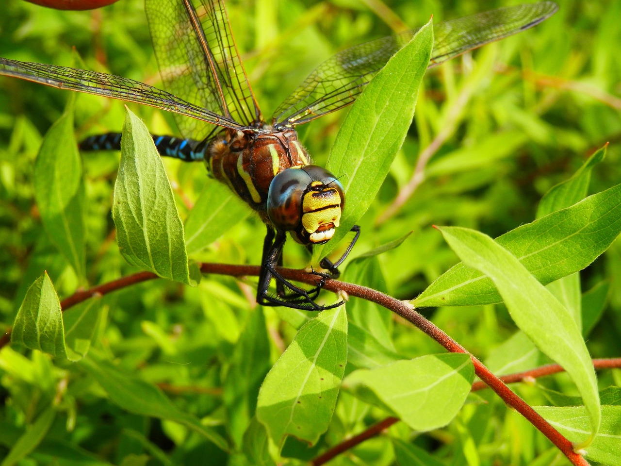 Dragonfly Outside Nature - Free photo on Pixabay
