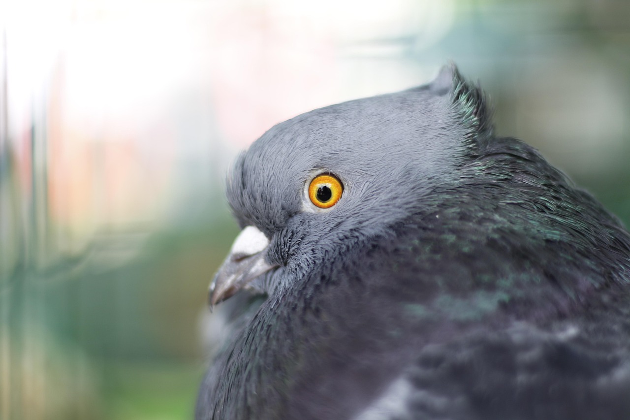 Dove Gray Bird - Free photo on Pixabay - Pixabay