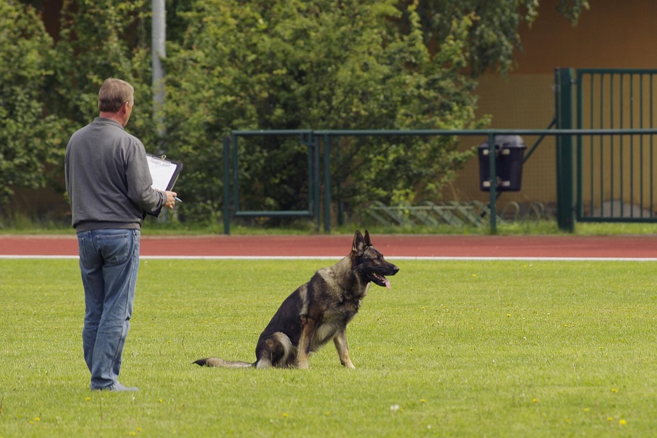 Judging Competition Dog German - Free photo on Pixabay - Pixabay