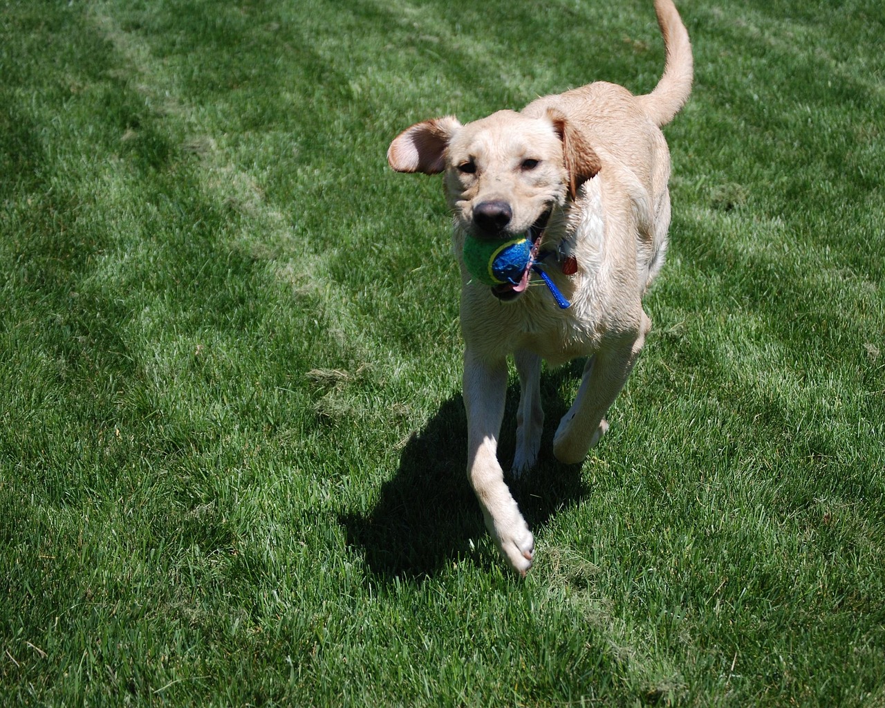 Cachorro Amarelo Labrador - Foto gratuita no Pixabay - Pixabay