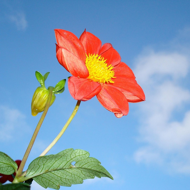 Strawberry Blossom Flower Nature - Free photo on Pixabay