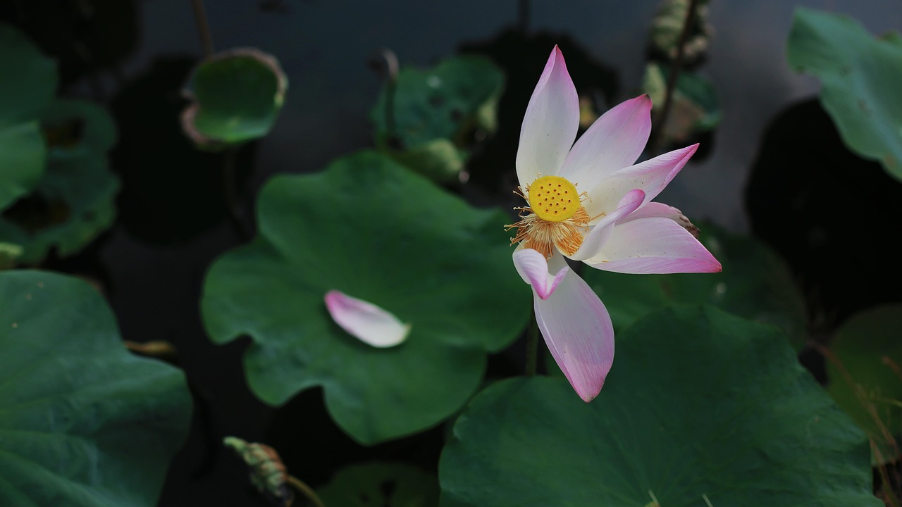 Teratai Bunga Pemandangan - Foto gratis di Pixabay - Pixabay