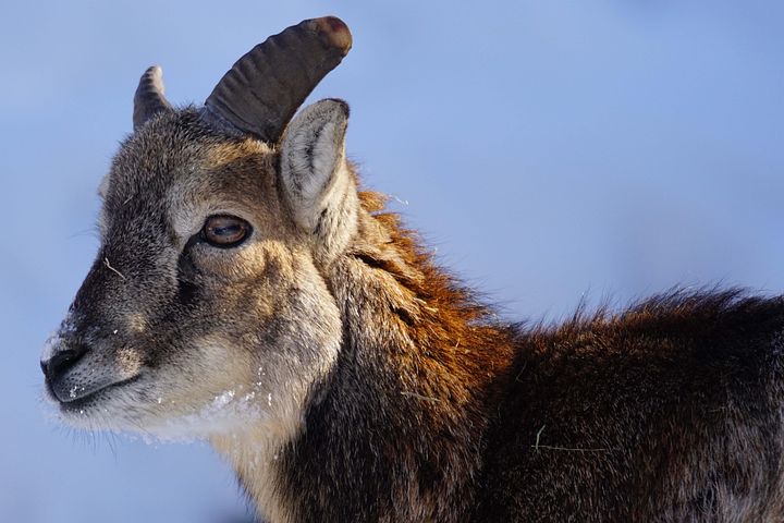 200+ Free Capricorn & Animal Photos - Pixabay