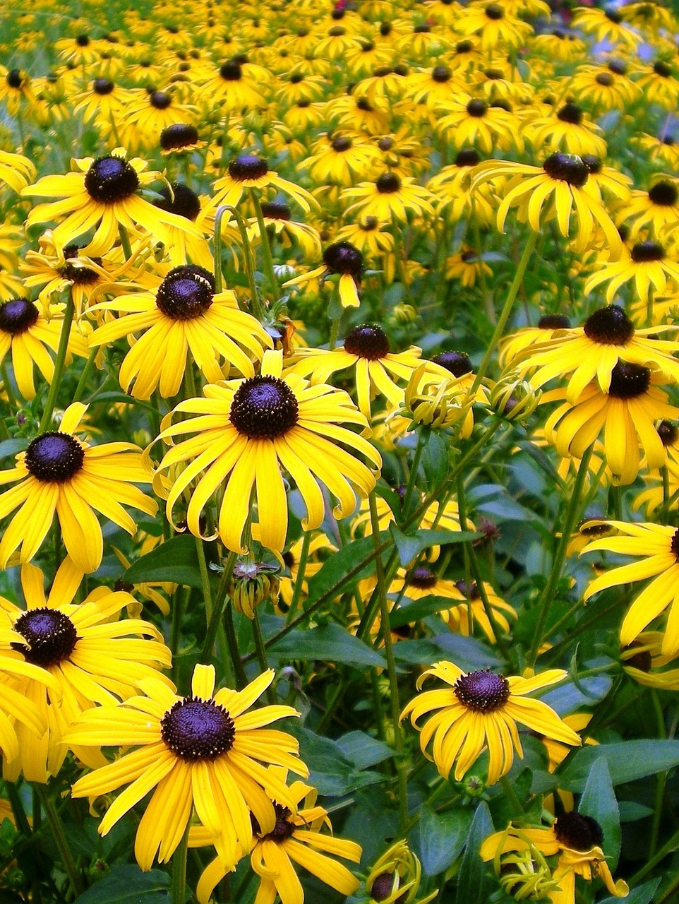Margarida Flor Natureza - Foto gratuita no Pixabay