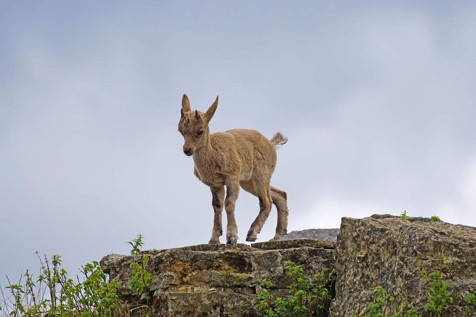 Capricorn Cub - Free photo on Pixabay