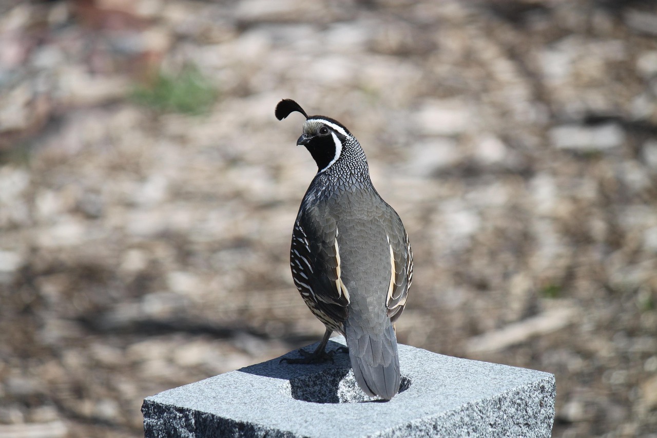 Quail Mountain Bird - Free photo on Pixabay